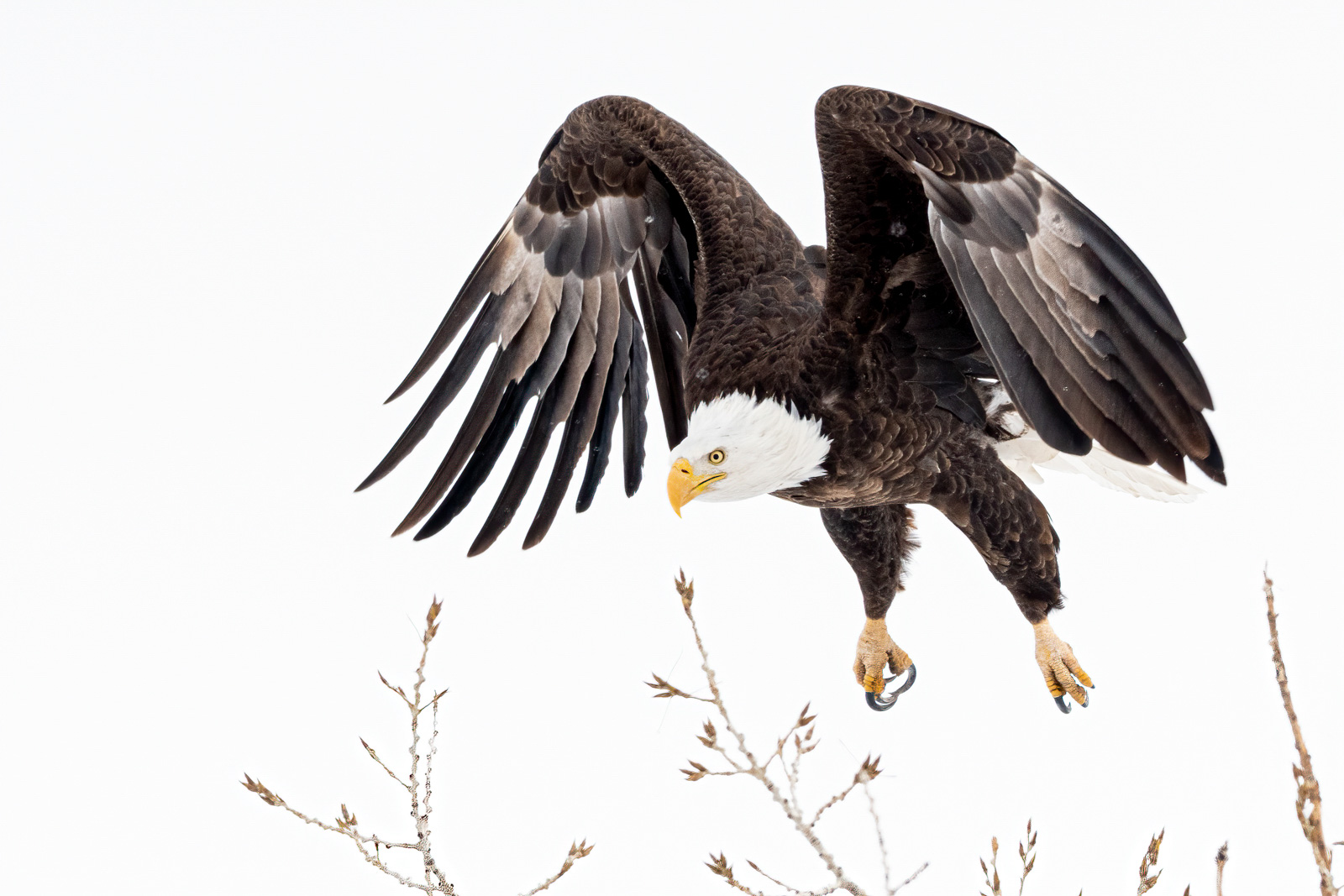 The Essential Guide to Composition in Bird Photography - Nature TTL