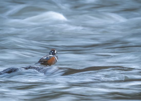 The Essential Guide to Composition in Bird Photography - Nature TTL