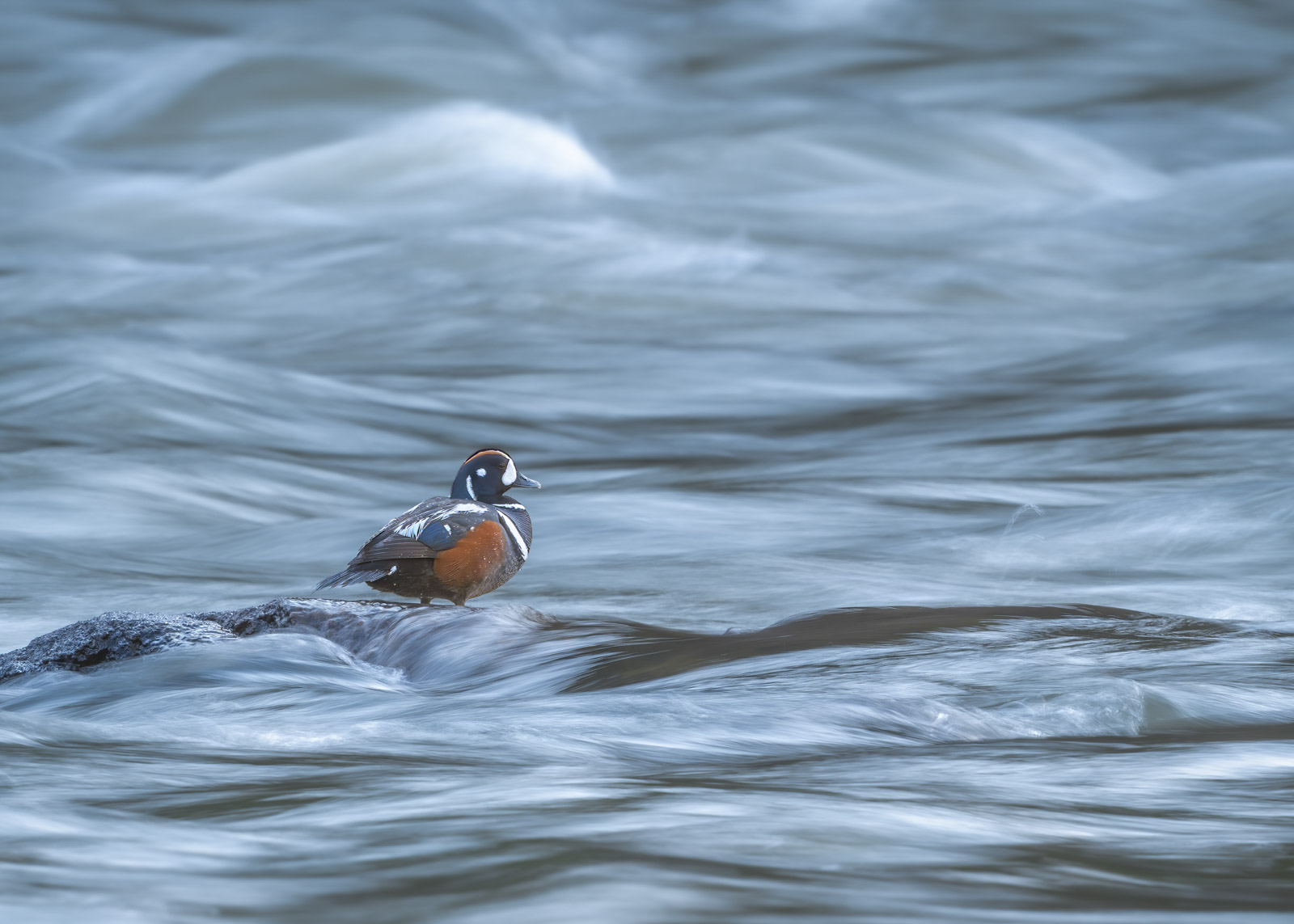 The Essential Guide to Composition in Bird Photography - Nature TTL
