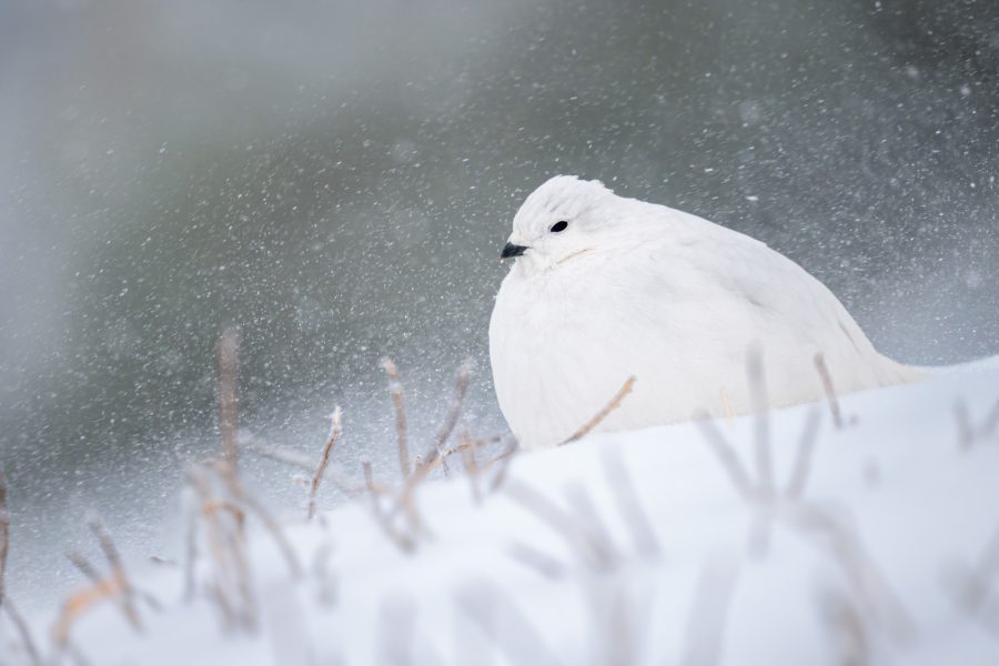 The Essential Guide to Composition in Bird Photography - Nature TTL