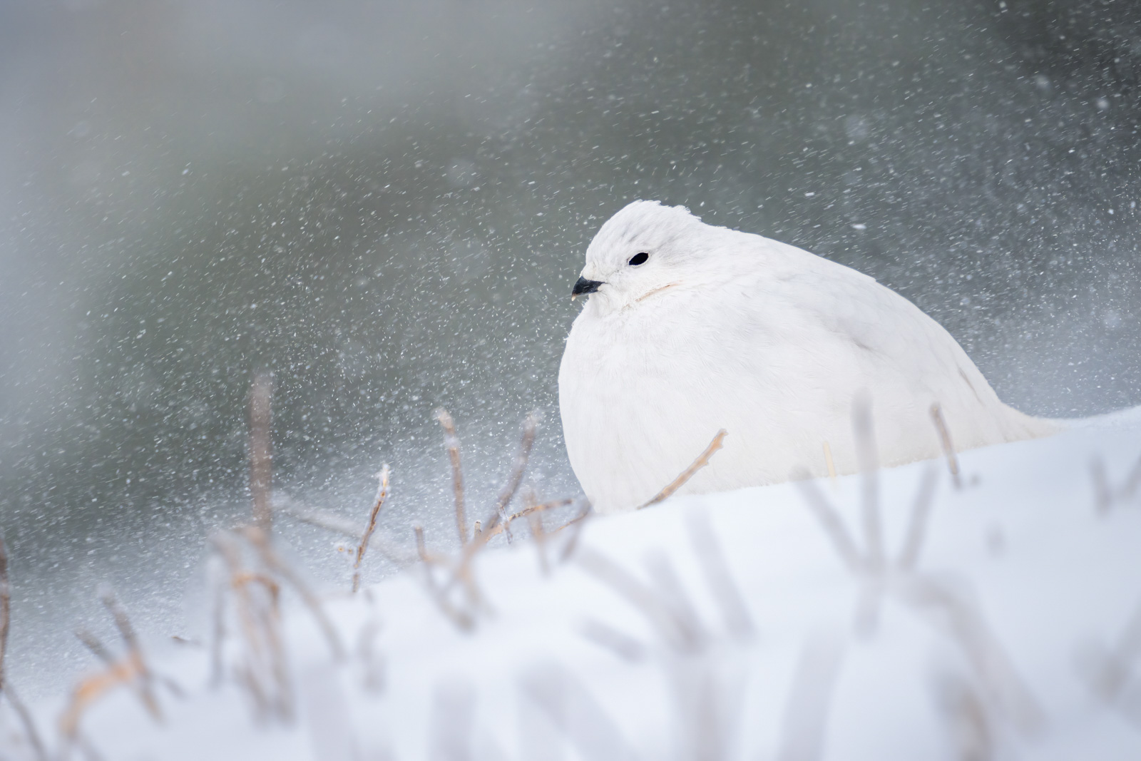 The Essential Guide to Composition in Bird Photography - Nature TTL