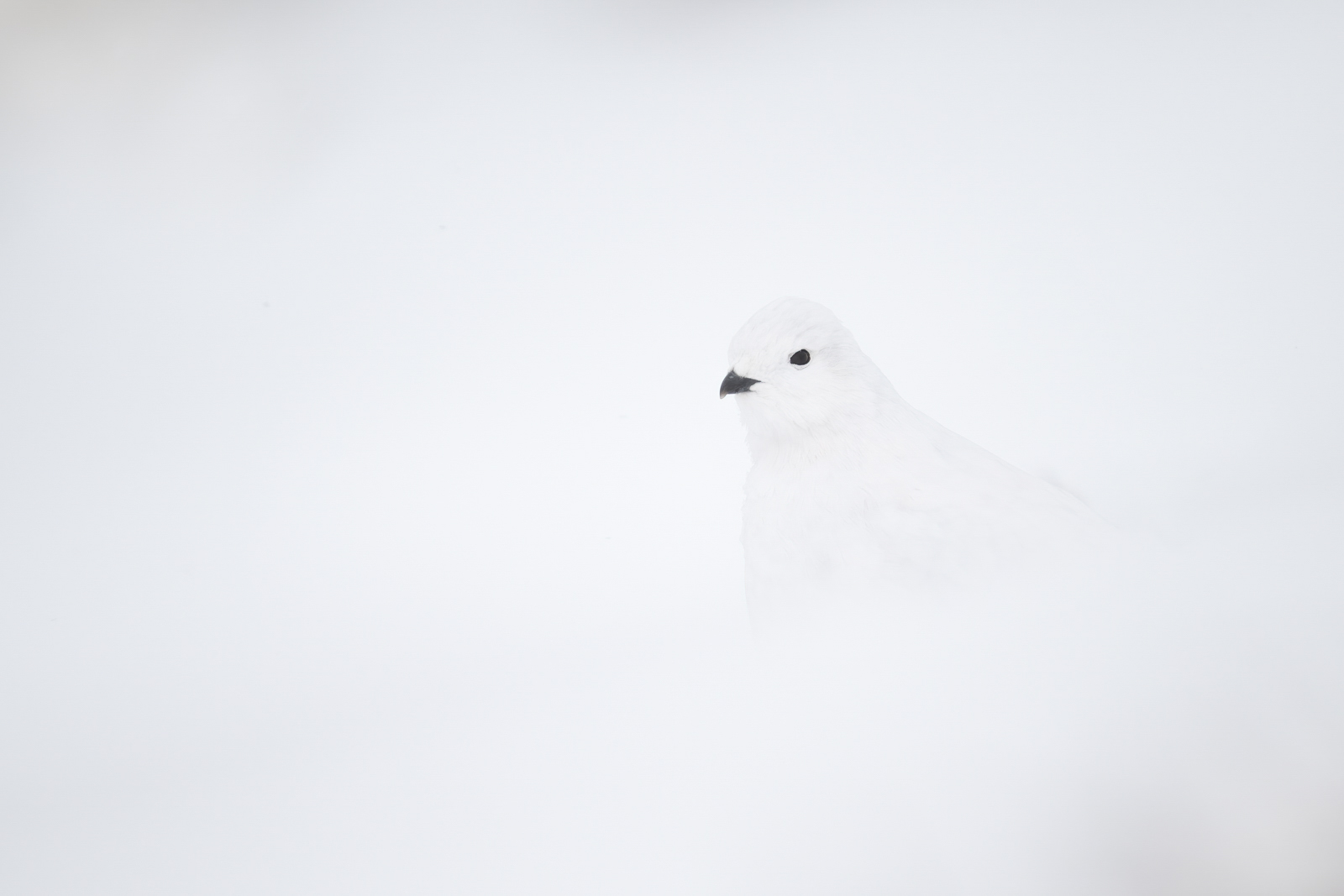 The Essential Guide to Composition in Bird Photography - Nature TTL