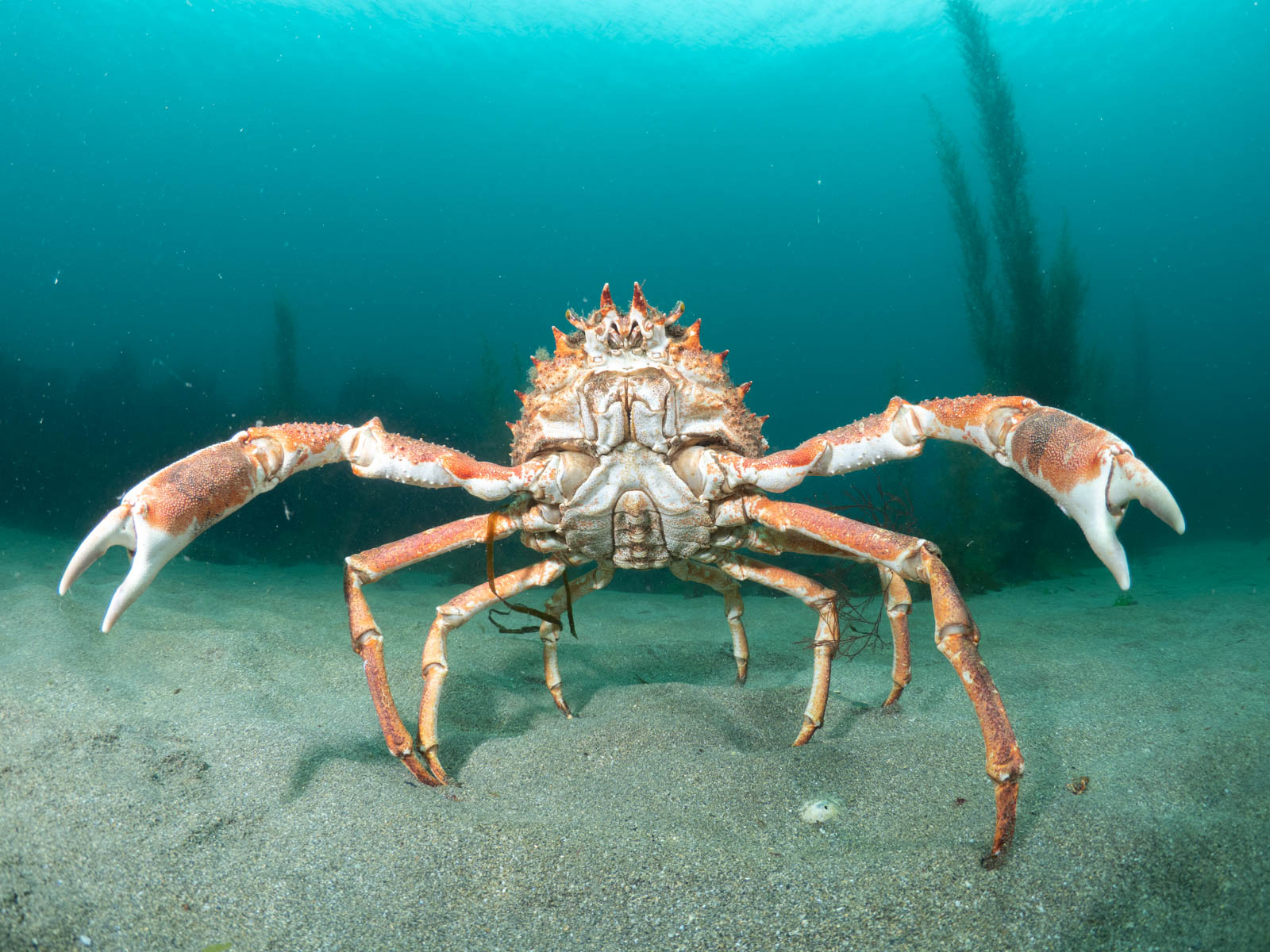 7 Best Underwater Photography Competitions to Enter - Nature TTL