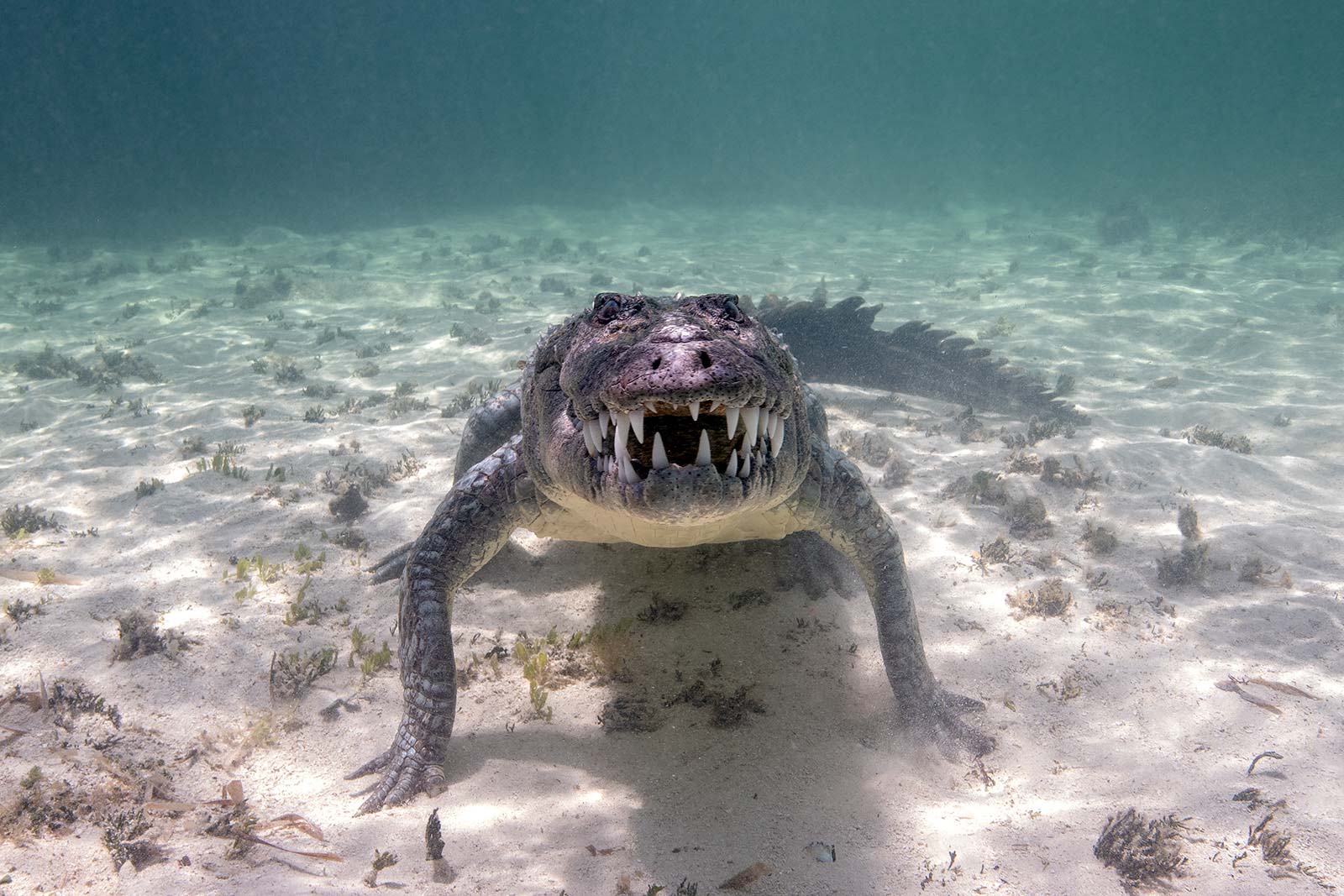 Crocodile Photography: How to Photograph Crocodiles Underwater - Nature TTL