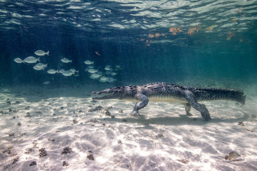 Crocodile Photography: How to Photograph Crocodiles Underwater - Nature TTL