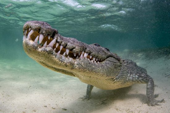 Crocodile Photography: How to Photograph Crocodiles Underwater - Nature TTL
