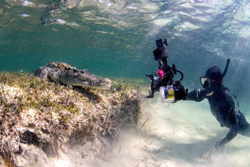 Crocodile Photography: How to Photograph Crocodiles Underwater - Nature TTL