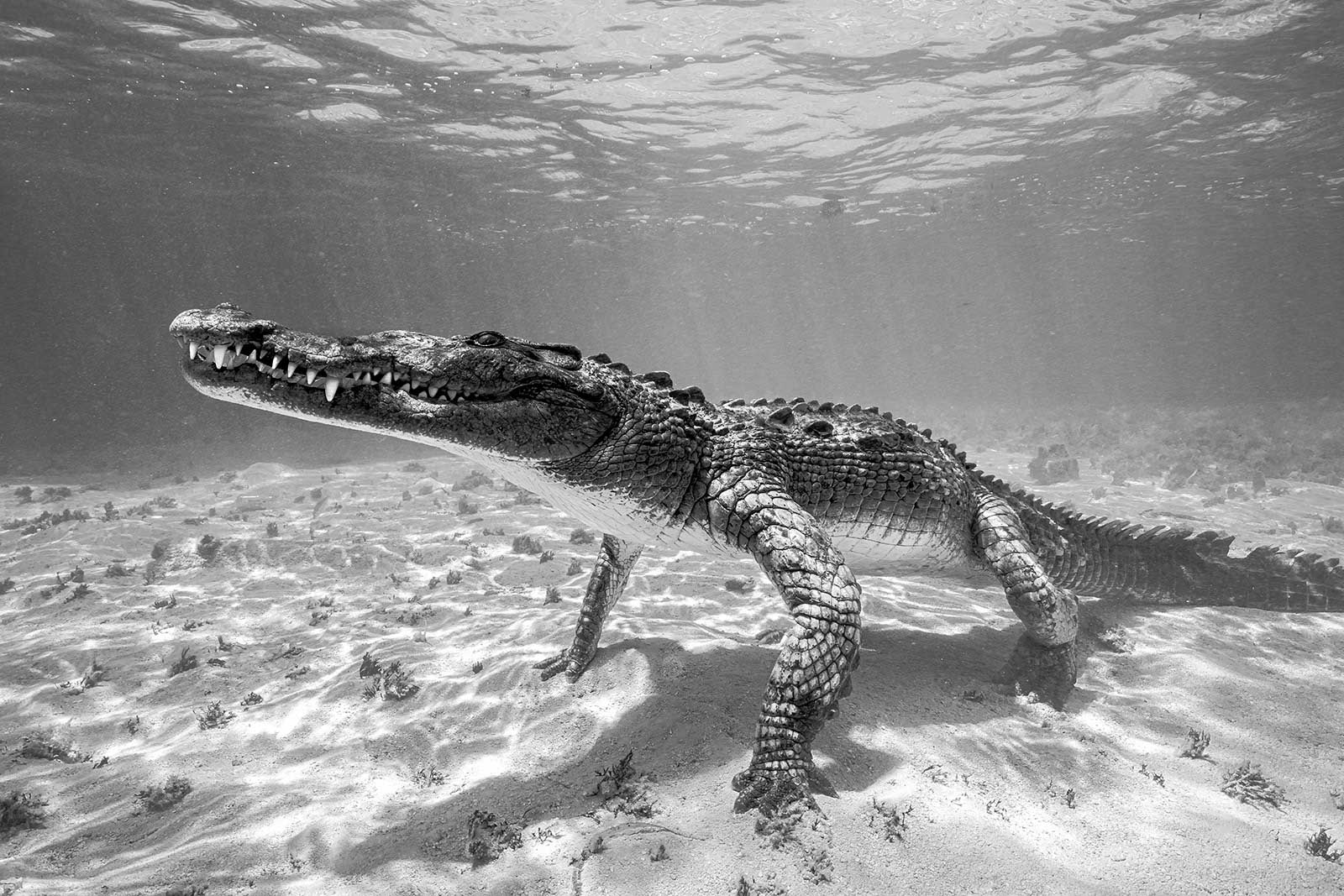Crocodile Photography: How to Photograph Crocodiles Underwater - ChinaGoSmart News Magazine