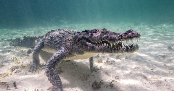 Crocodile Photography: How to Photograph Crocodiles Underwater - Nature TTL