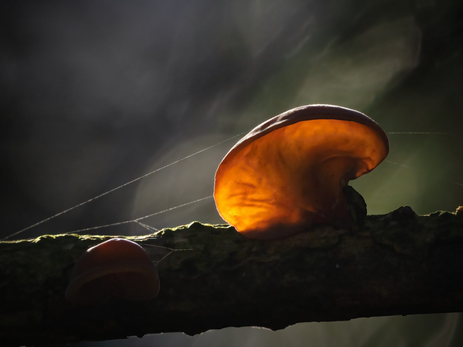 Weekly Photography Assignment: Contrast - Nature TTL