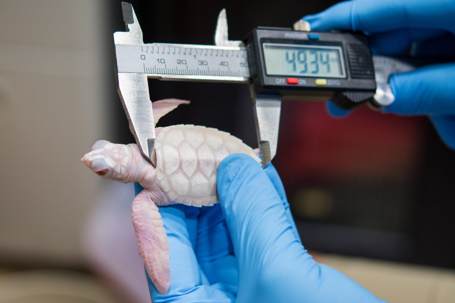 Shell Shock: A Tale of Sea Turtle Rescue and Rehabilitation - Nature TTL