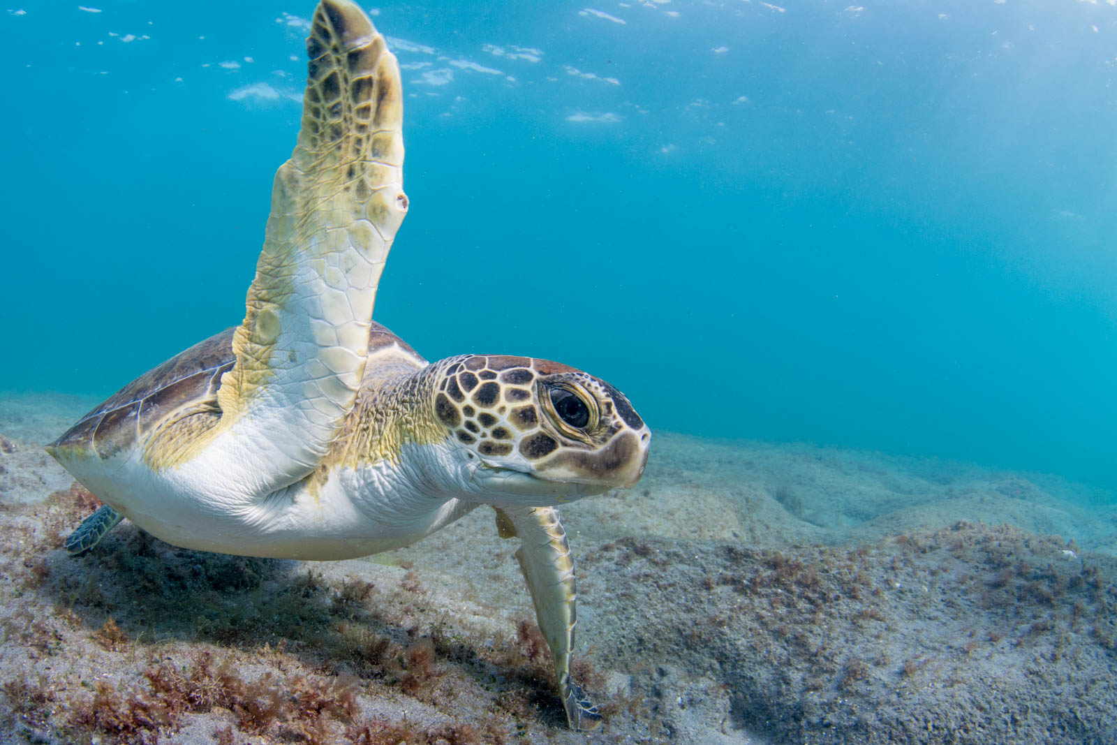 Shell Shock: A Tale of Sea Turtle Rescue and Rehabilitation - Nature TTL