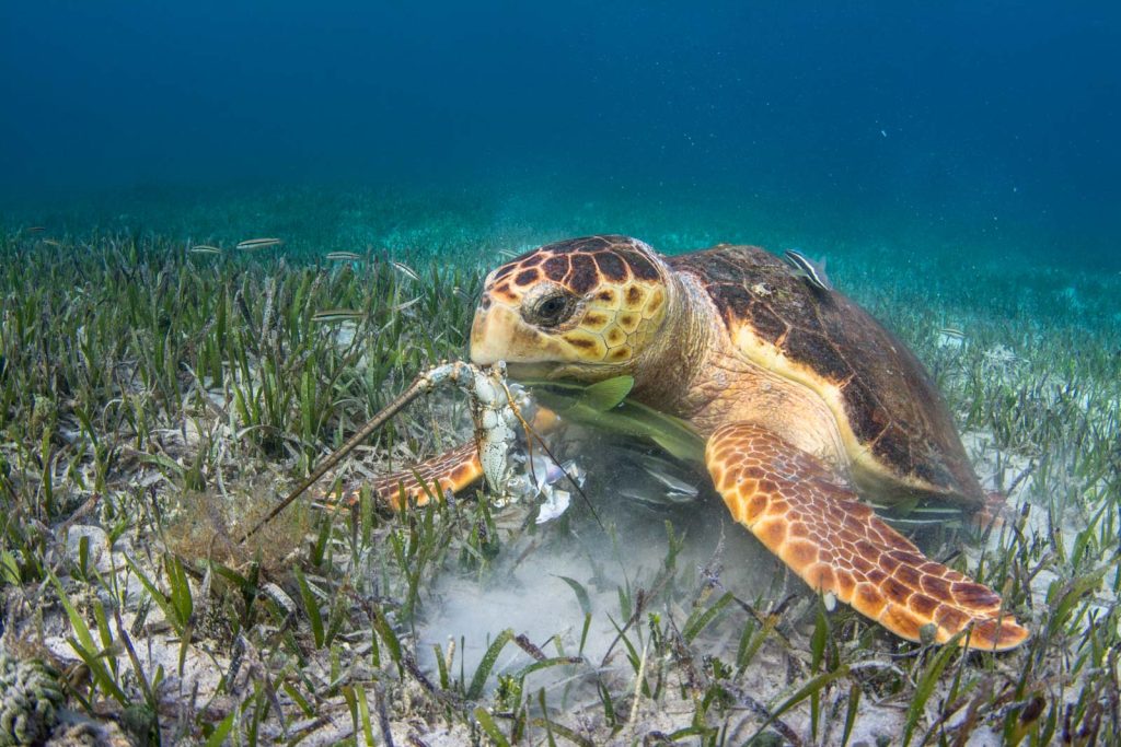 Shell Shock: A Tale of Sea Turtle Rescue and Rehabilitation - Nature TTL