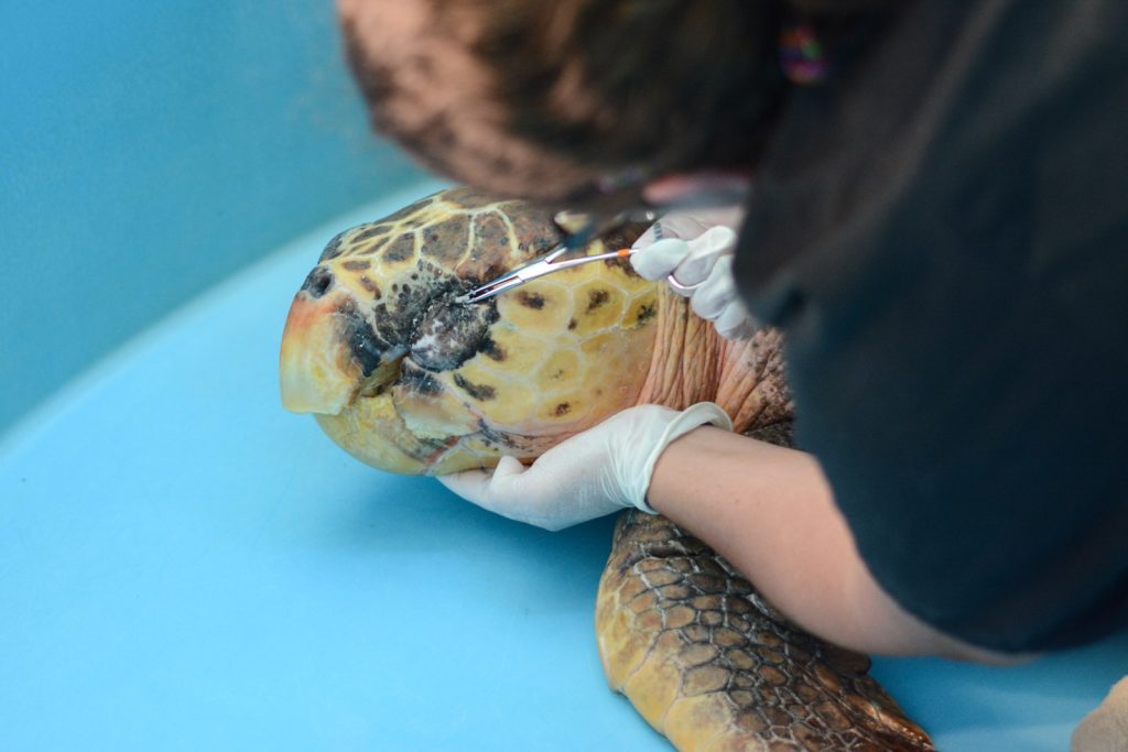 Shell Shock: A Tale of Sea Turtle Rescue and Rehabilitation - Nature TTL