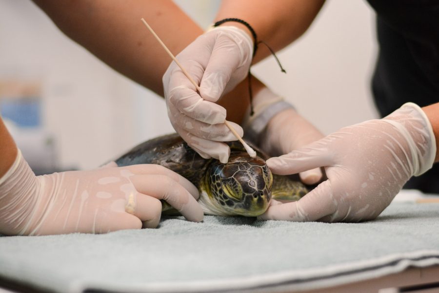 Shell Shock: A Tale of Sea Turtle Rescue and Rehabilitation - Nature TTL