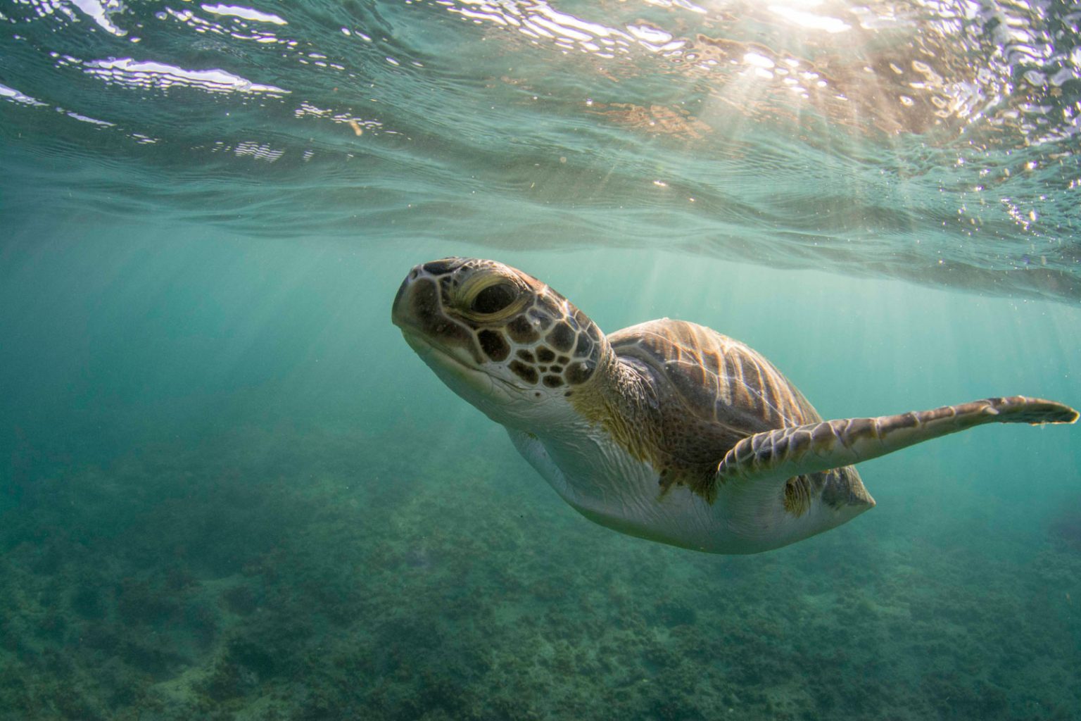 Shell Shock: A Tale of Sea Turtle Rescue and Rehabilitation - Nature TTL