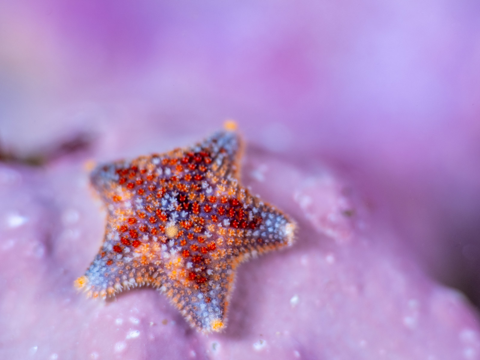 Martin Stevens: From Amateur to Professional - ChinaGoSmart News Magazine