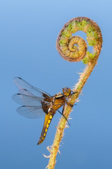 How to Find Balance in Photography Compositions - Nature TTL