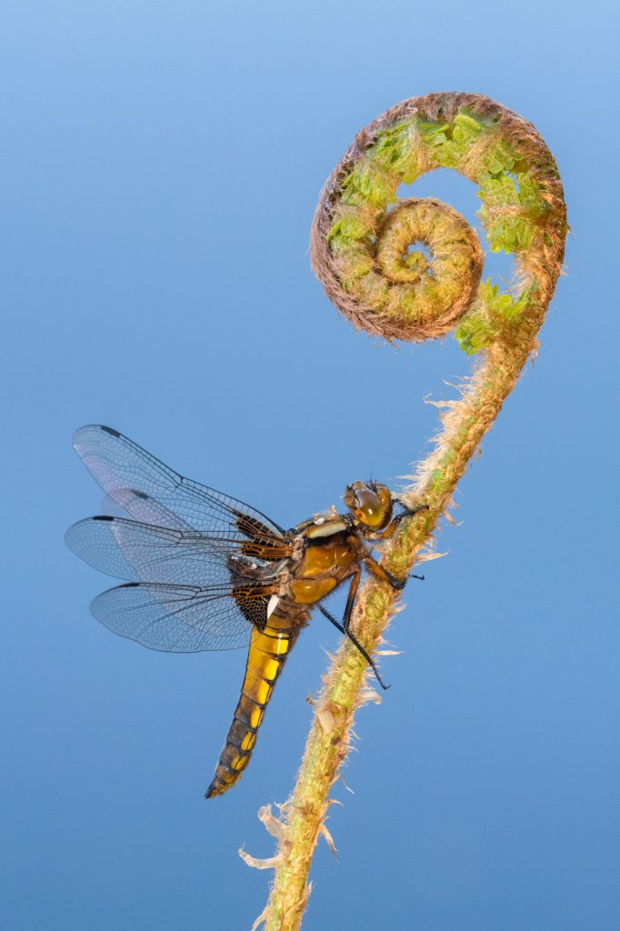 How to Find Balance in Photography Compositions - Nature TTL