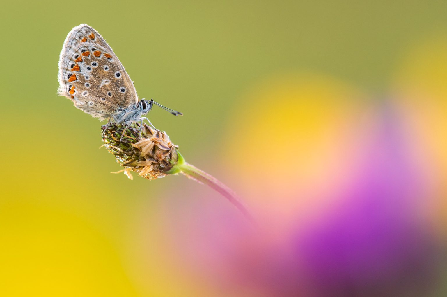 How to Find Balance in Photography Compositions - Nature TTL