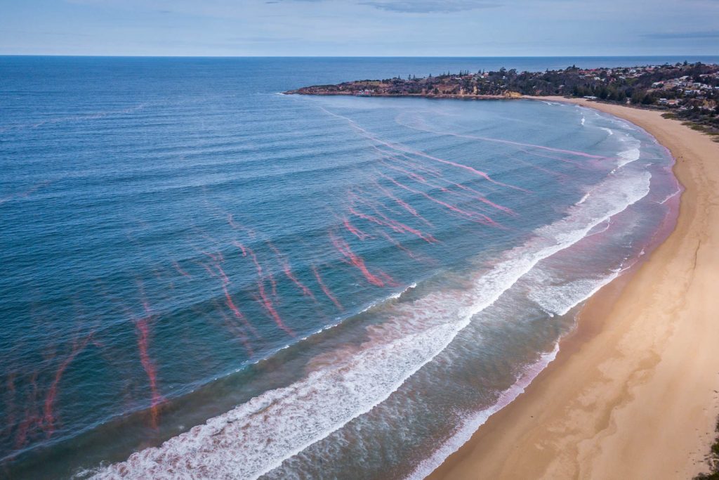 How to Photograph Bioluminescence in the Ocean - Nature TTL