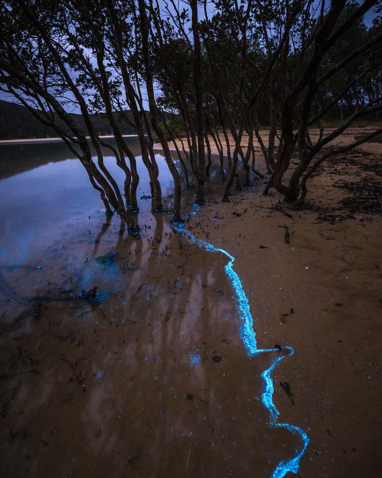 How to Photograph Bioluminescence in the Ocean - ChinaGoSmart News Magazine
