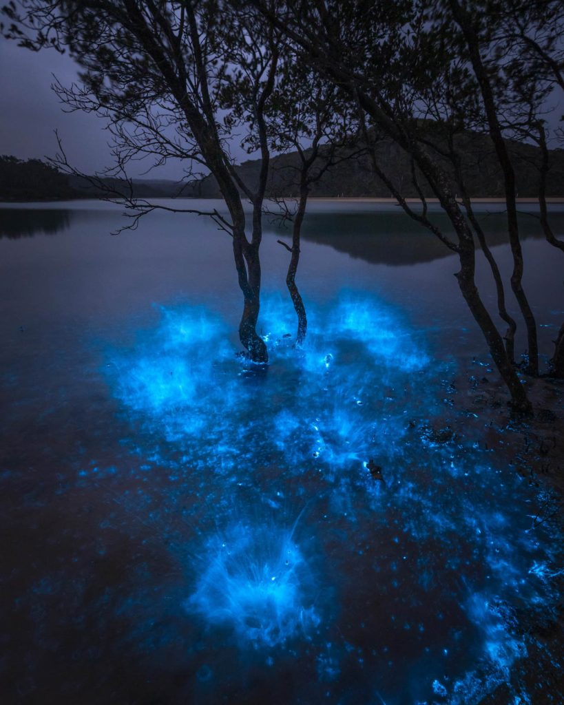 How to Photograph Bioluminescence in the Ocean - Nature TTL