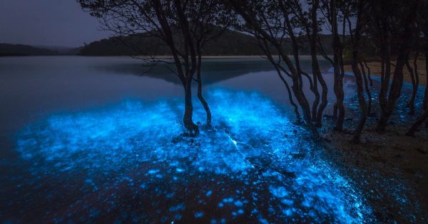 How to Photograph Bioluminescence in the Ocean - Nature TTL