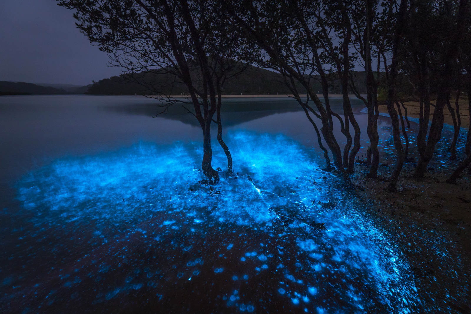 How to Photograph Bioluminescence in the Ocean - ChinaGoSmart News Magazine