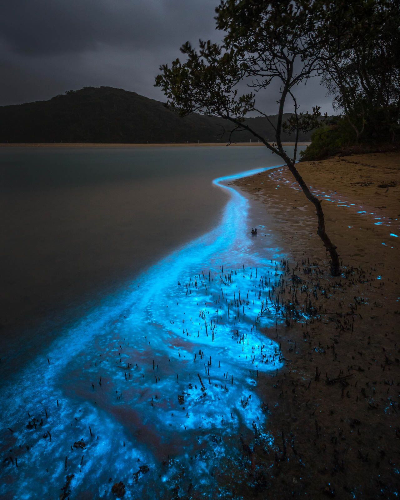 How to Photograph Bioluminescence in the Ocean - ChinaGoSmart News Magazine
