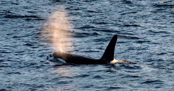 Photographing the Whales of Northern Norway - Nature TTL