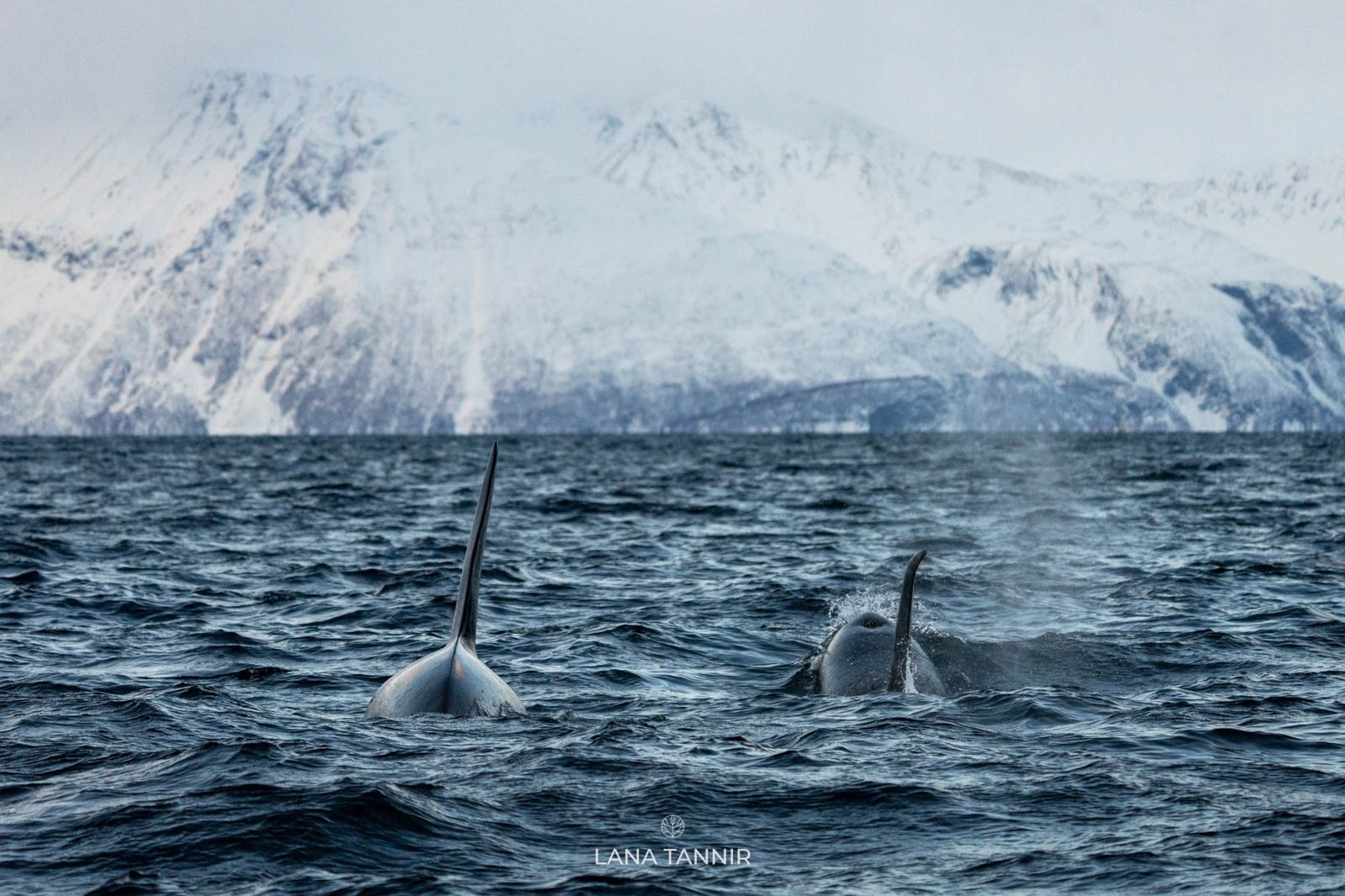 Photographing the Whales of Northern Norway - ChinaGoSmart News Magazine