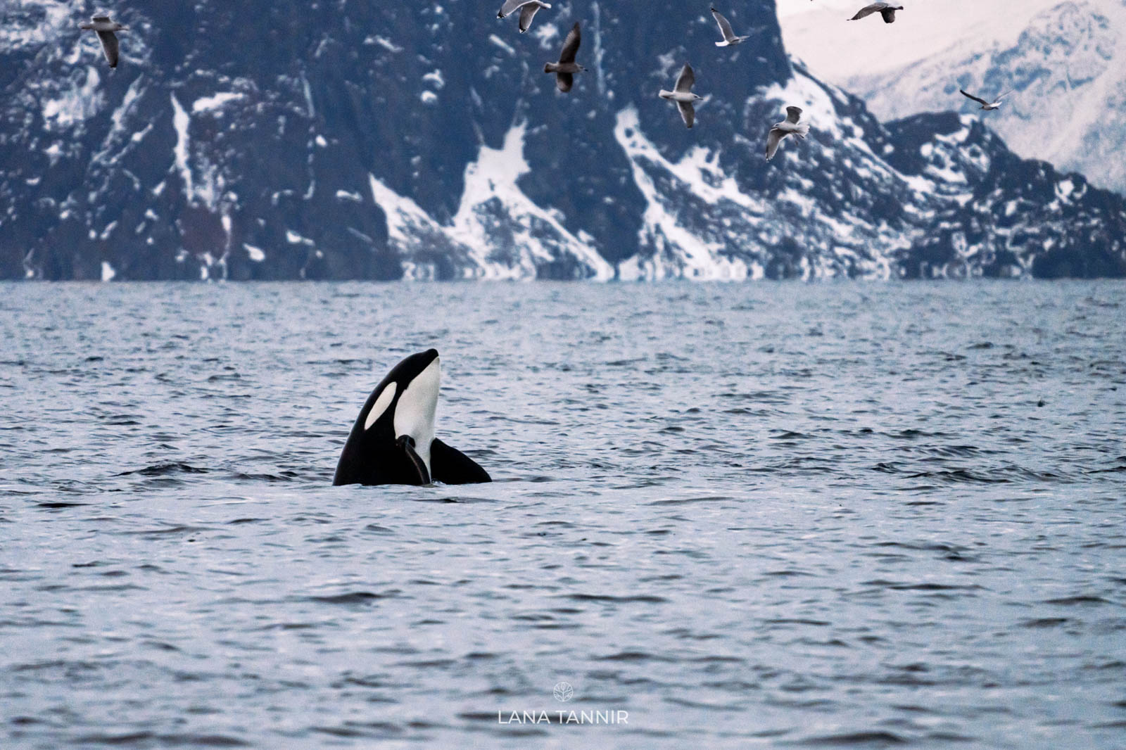 Photographing the Whales of Northern Norway - Nature TTL