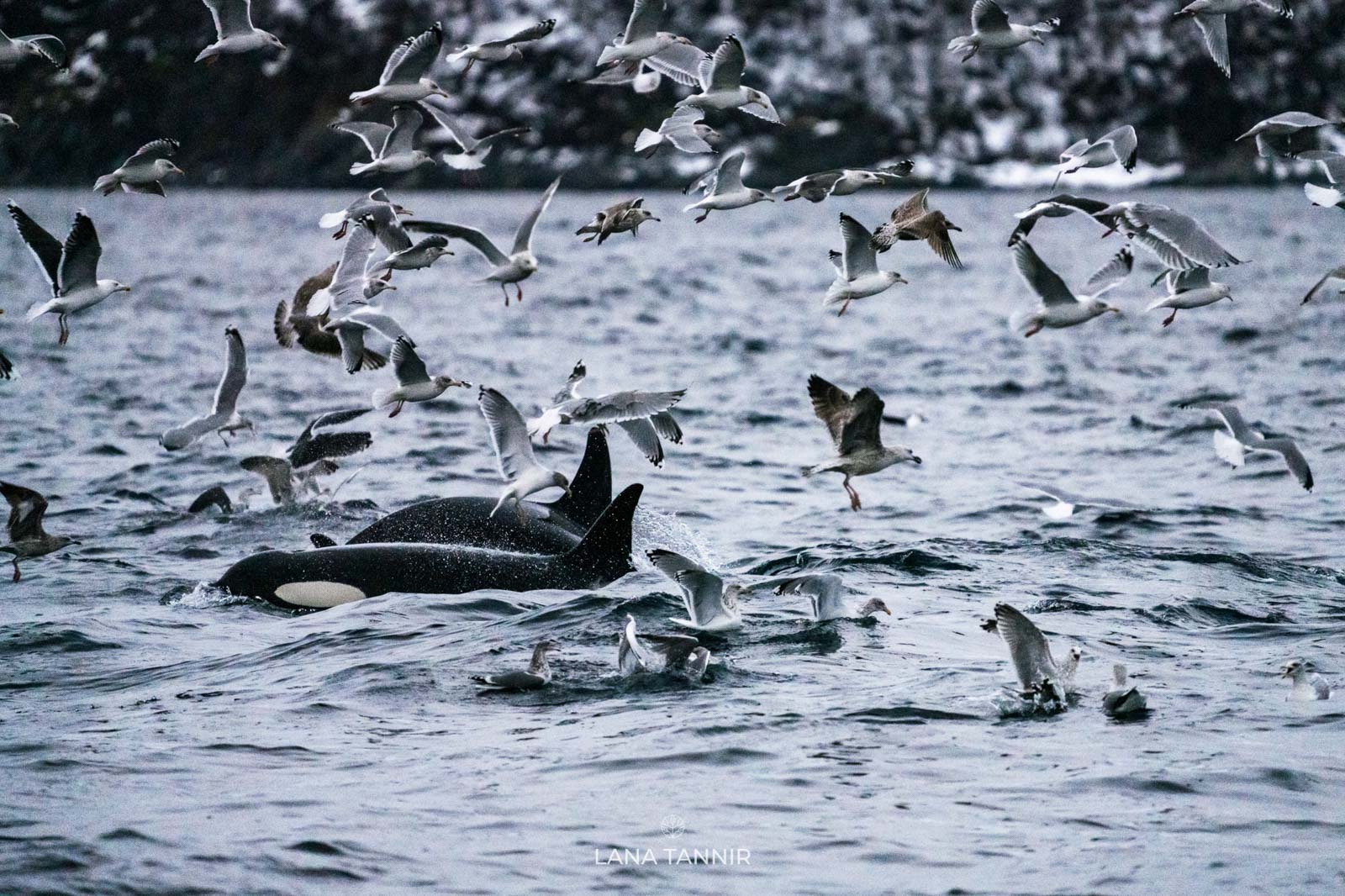 Photographing the Whales of Northern Norway - Nature TTL