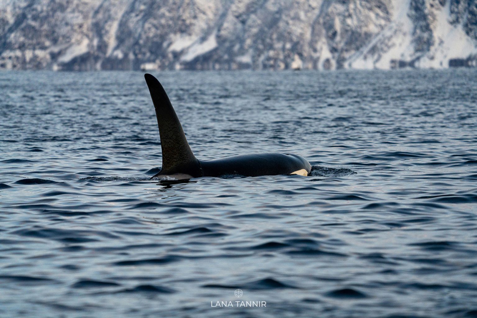 Lana Tannir: On Conservation Stories and Arctic Wilderness - Nature TTL