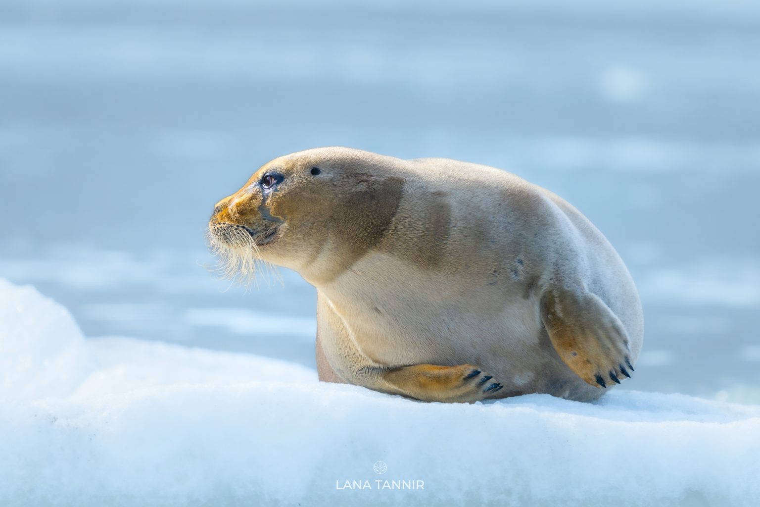 Lana Tannir: On Conservation Stories and Arctic Wilderness - Nature TTL
