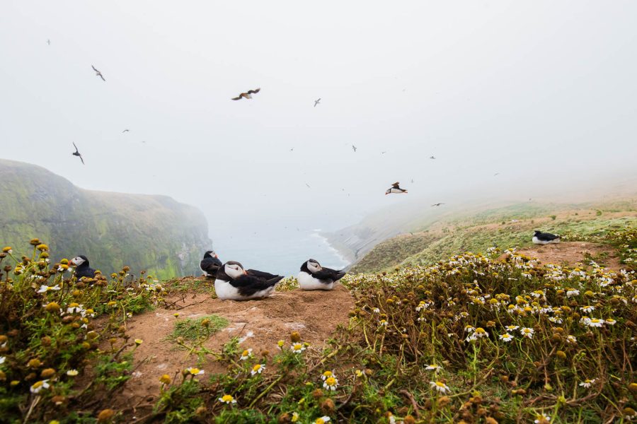 How to Plan a Photography Trip to Skomer Island - Nature TTL