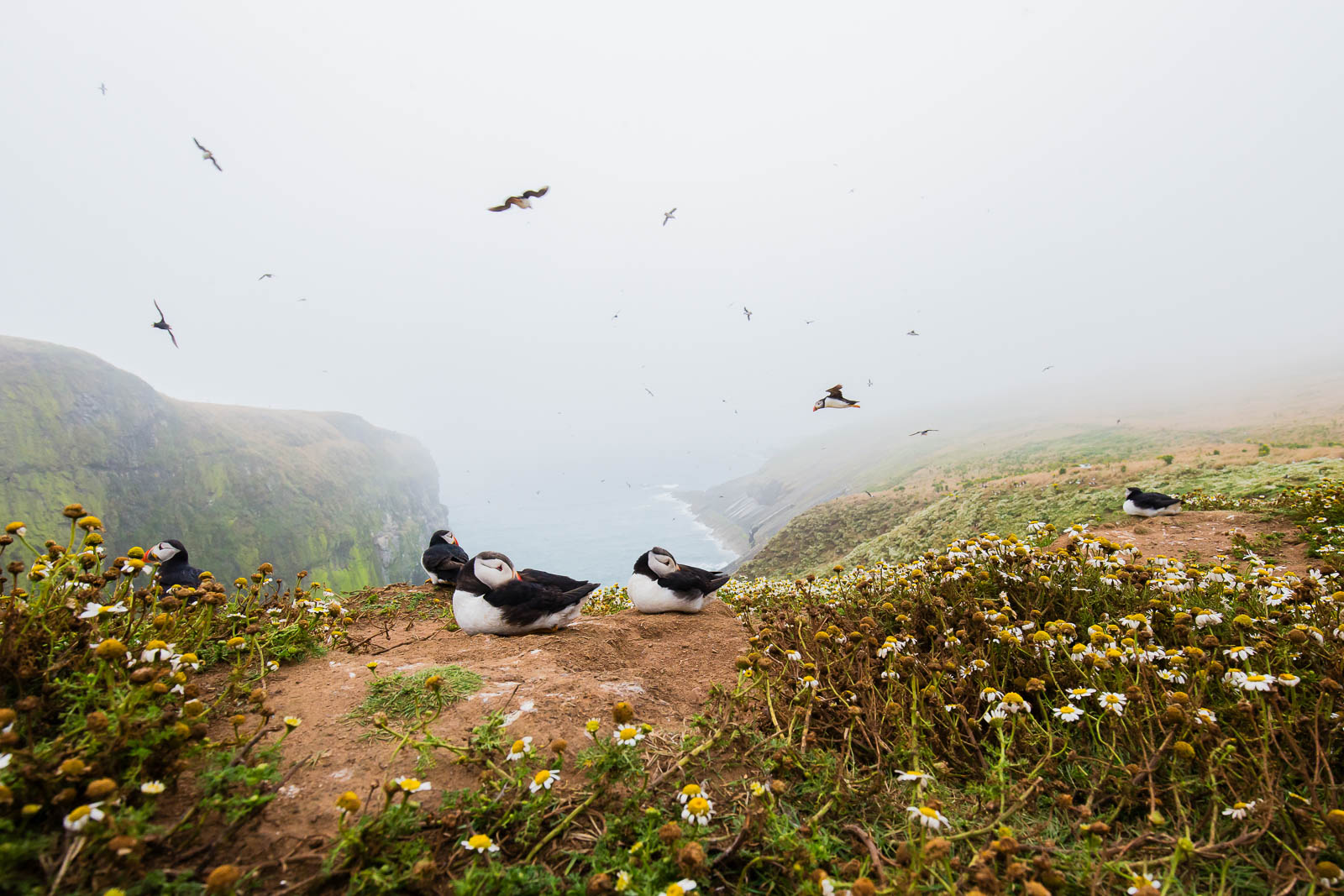 How to Plan a Photography Trip to Skomer Island - Nature TTL