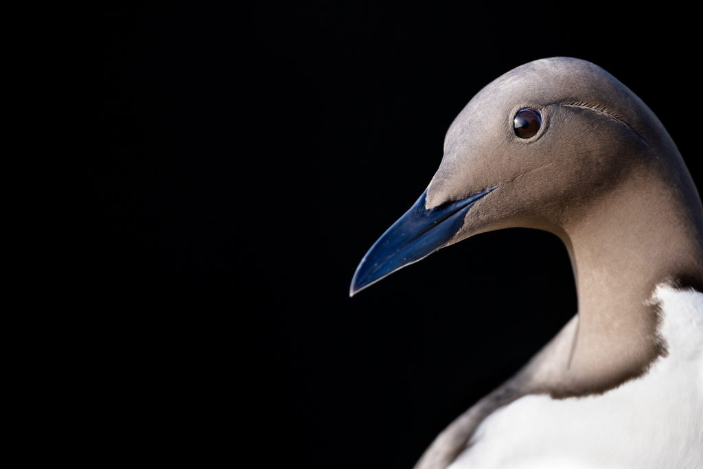 How to Plan a Photography Trip to Skomer Island - Nature TTL