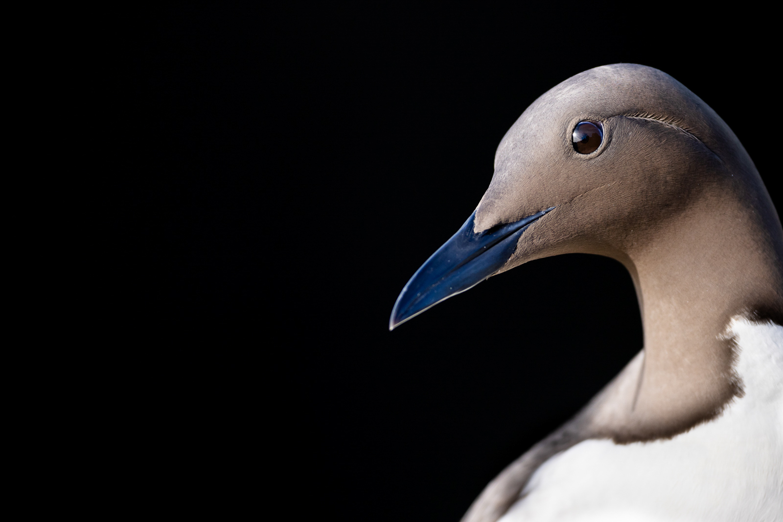 How to Plan a Photography Trip to Skomer Island - Nature TTL
