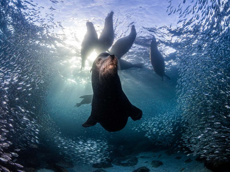 Winner Notification Dates for Wildlife Photographer of the Year ...