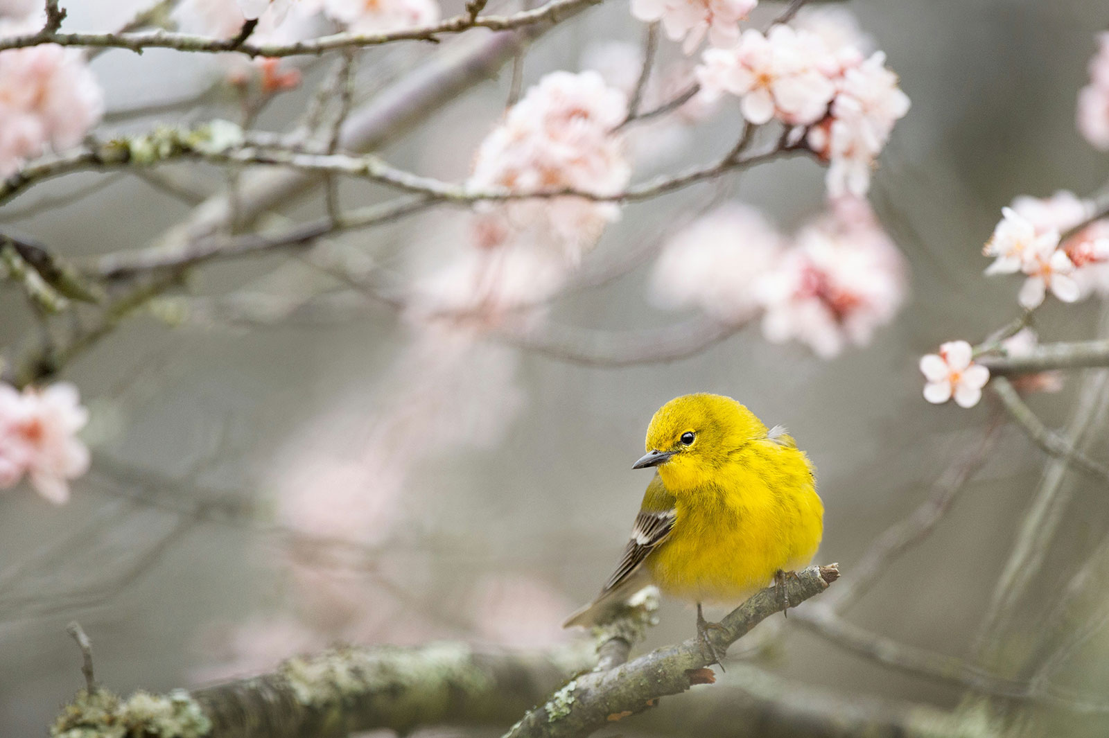 Weekly Photography Assignment: Signs of Spring - Nature TTL