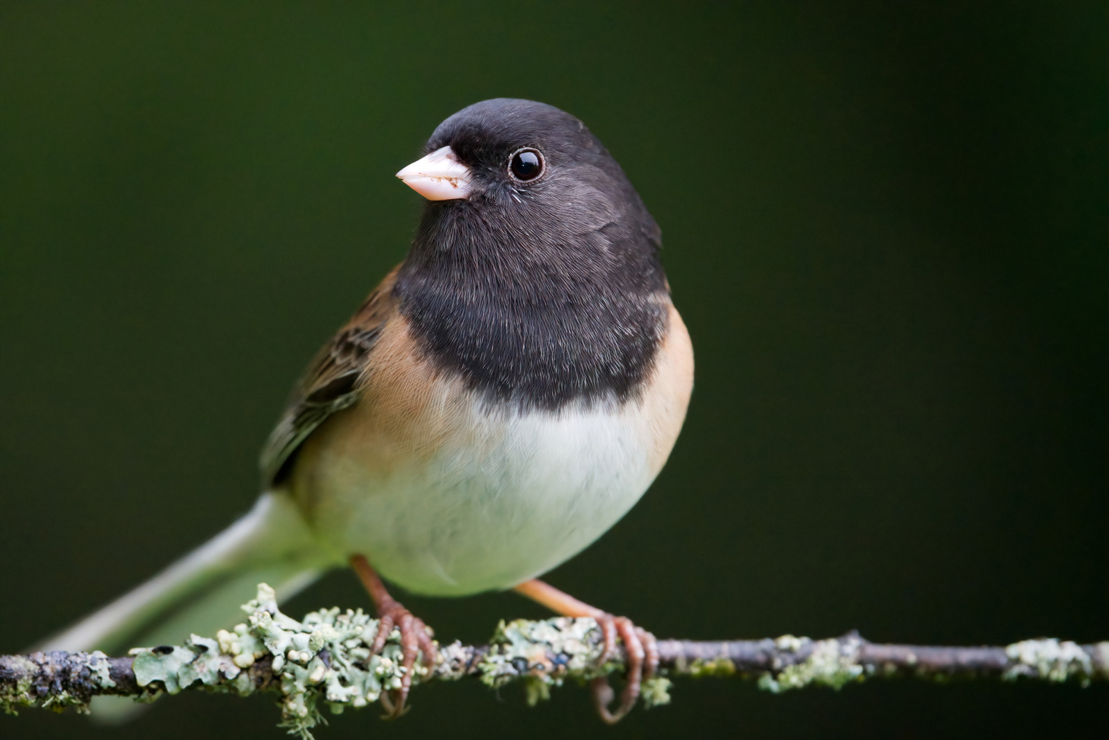 How to Photograph the Backyard Birds of North America - Nature TTL