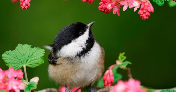 How to Photograph the Backyard Birds of North America - Nature TTL