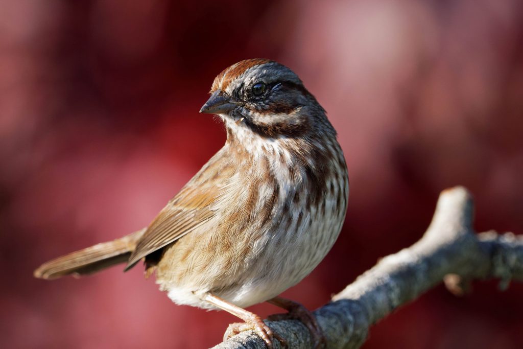 How to Photograph the Backyard Birds of North America - Nature TTL