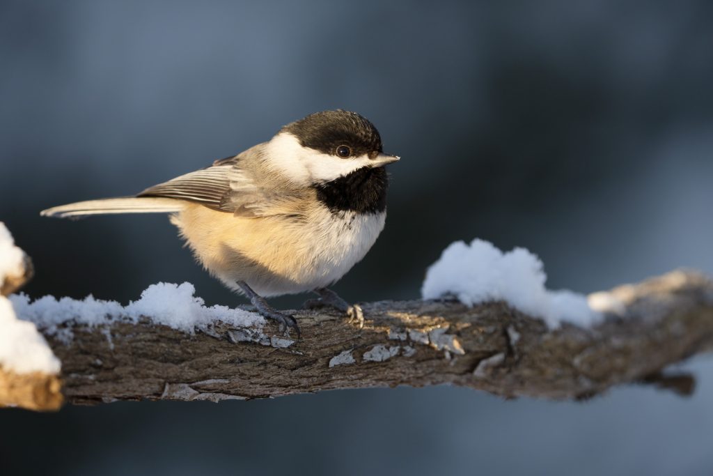 How to Photograph the Backyard Birds of North America - Nature TTL