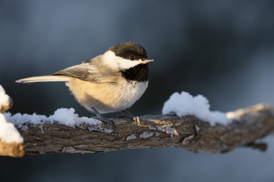 How to Photograph the Backyard Birds of North America - Nature TTL