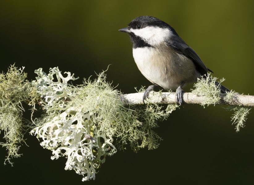 How to Photograph the Backyard Birds of North America - Nature TTL