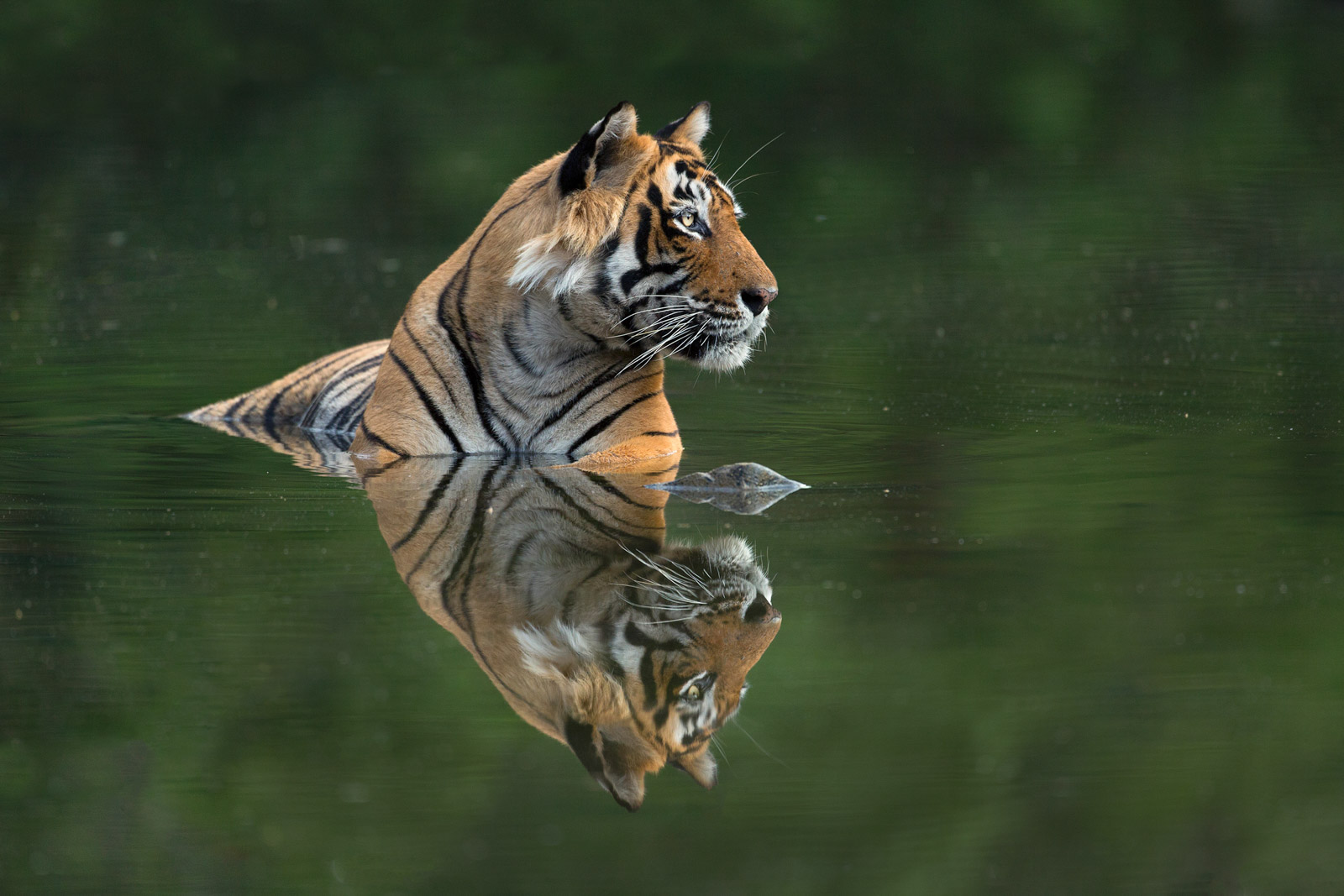 Remembering Tigers: Kickstarter Crowdfunding Campaign Hits Target ...