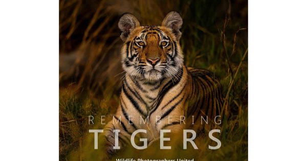 Remembering Tigers: Kickstarter Crowdfunding Campaign Hits Target ...